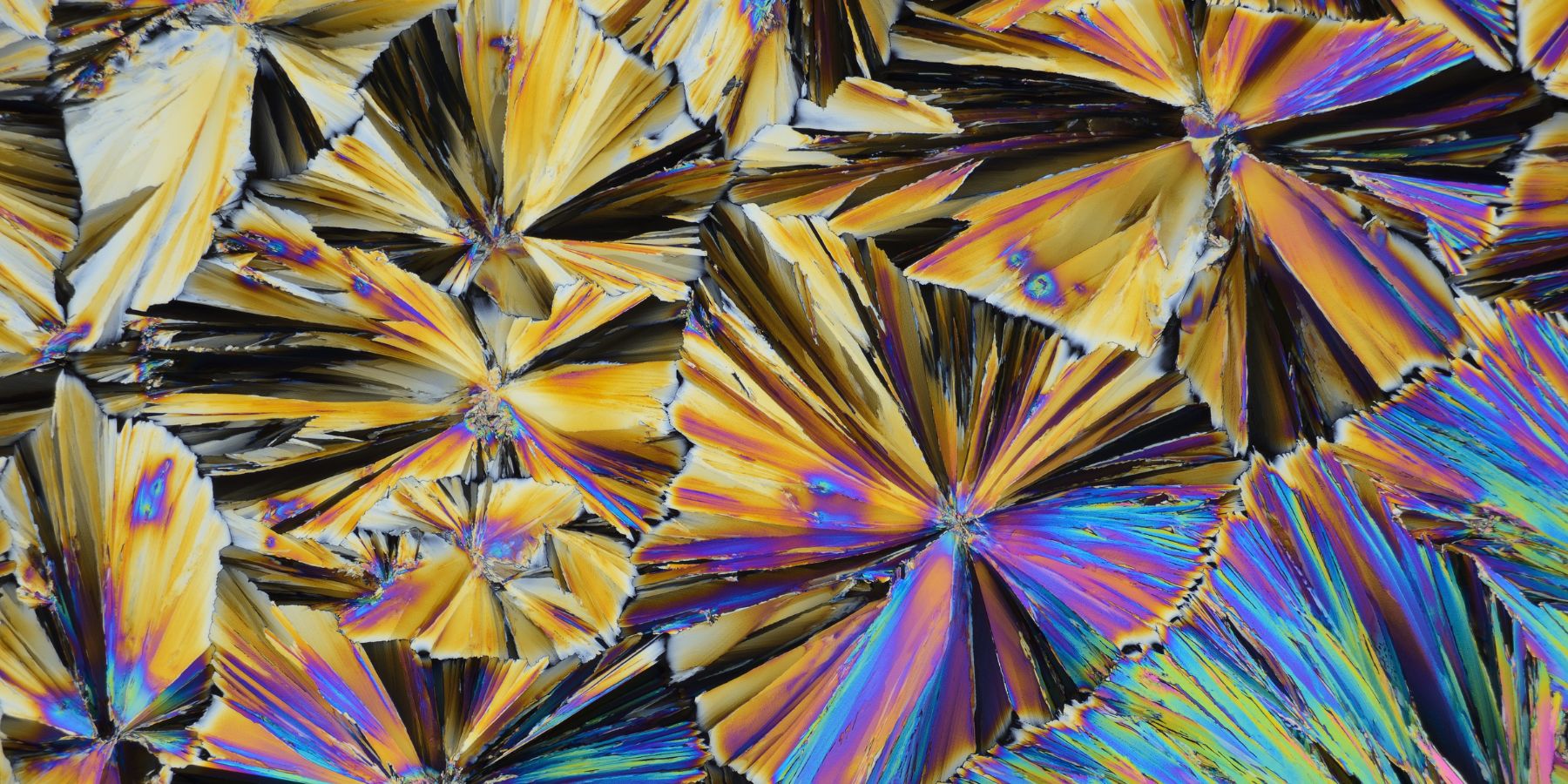 Qu'observer au microscope ? - Microbiology