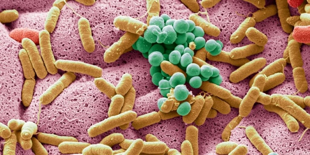Comment voir les microbes avec un microscope ? - Microbiology
